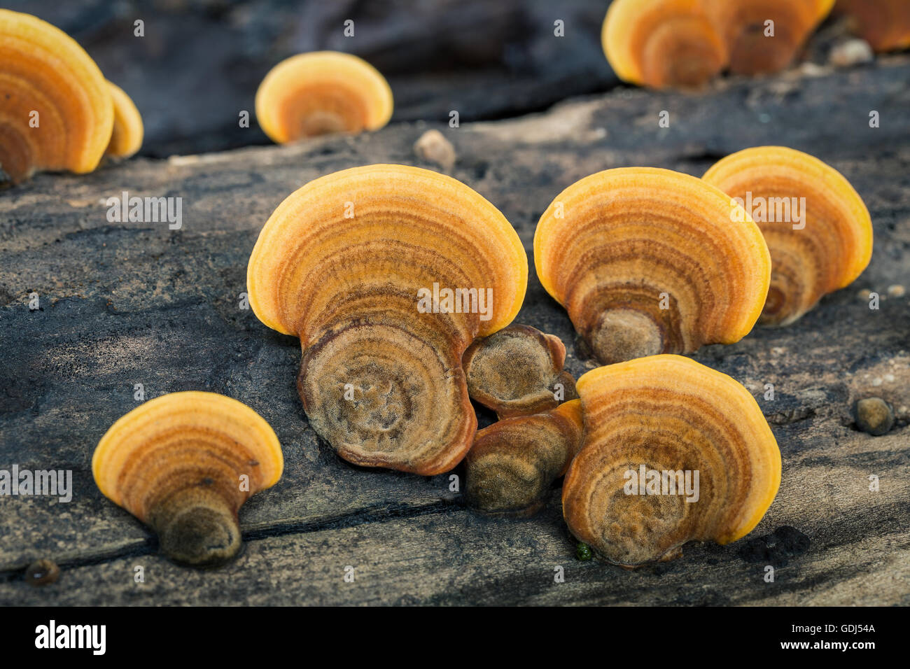 Close focus on wild oyster mushroom growing on moisture wood in ...