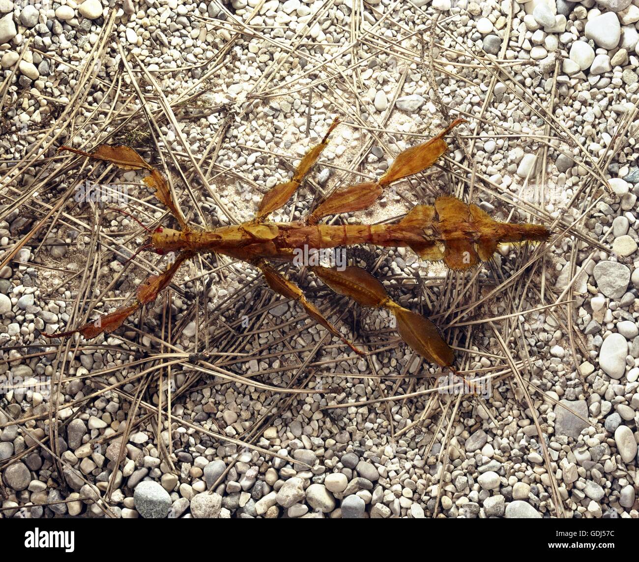 zoology / animals, insects, neoptera, phasmatodea, diapherodus gigantus ...