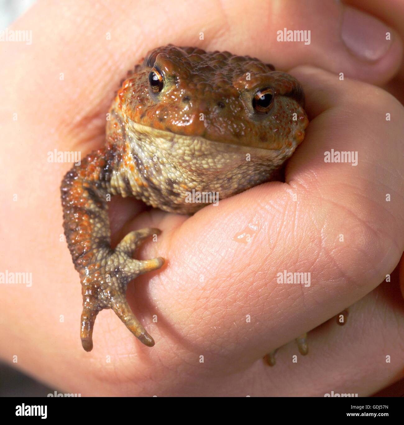 zoology / animals, amphibian, Bufonidae, Common Toad (Bufo bufo ...