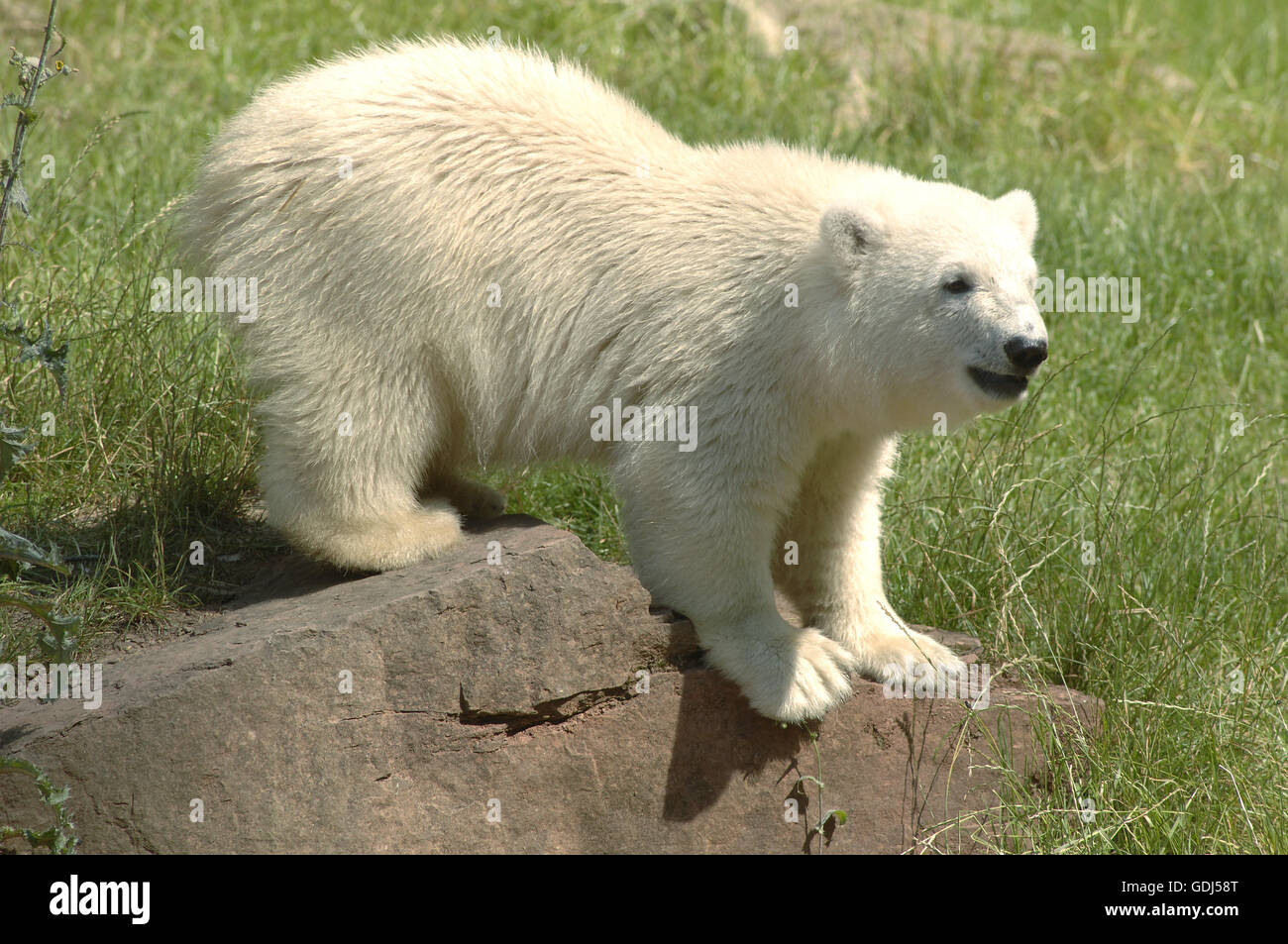 zoology / animals, mammal / mammalian, bears, polar bear, (Ursus ...