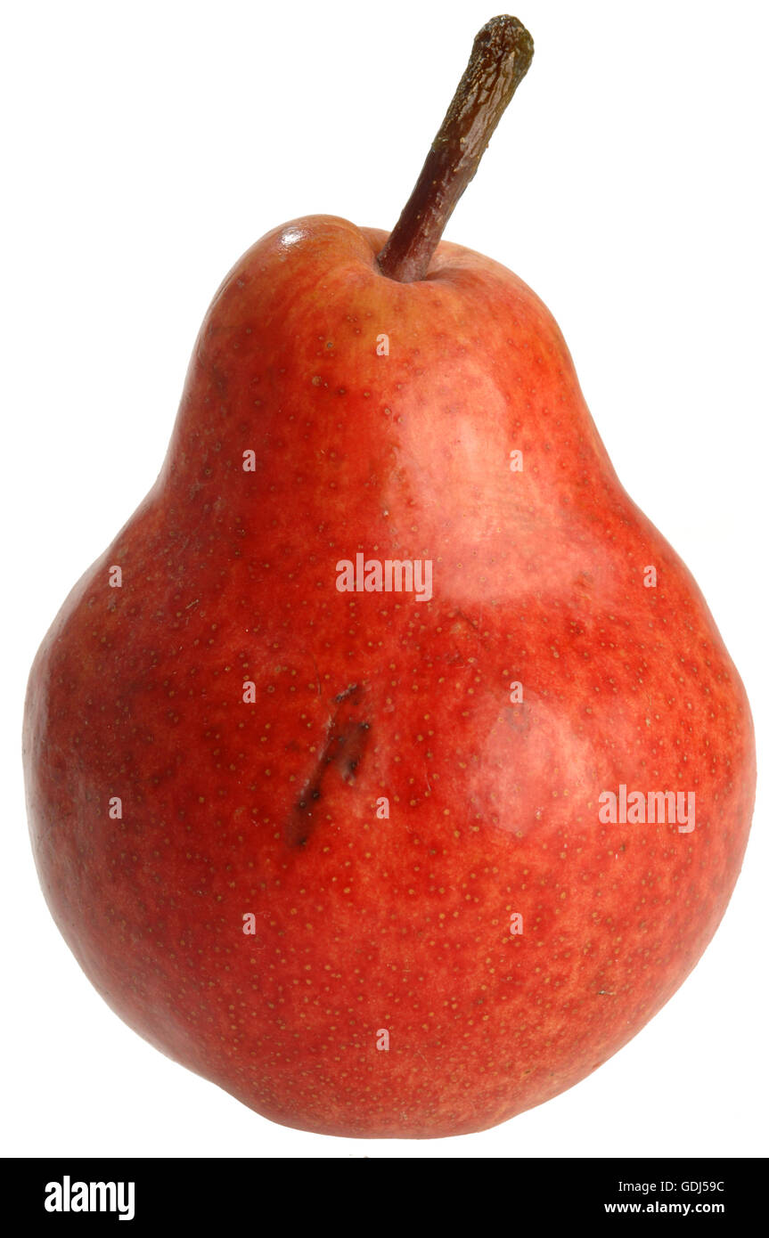 botany, Pyrus, "pear" (Pyrus communis), species: Williams, fruit Stock ...