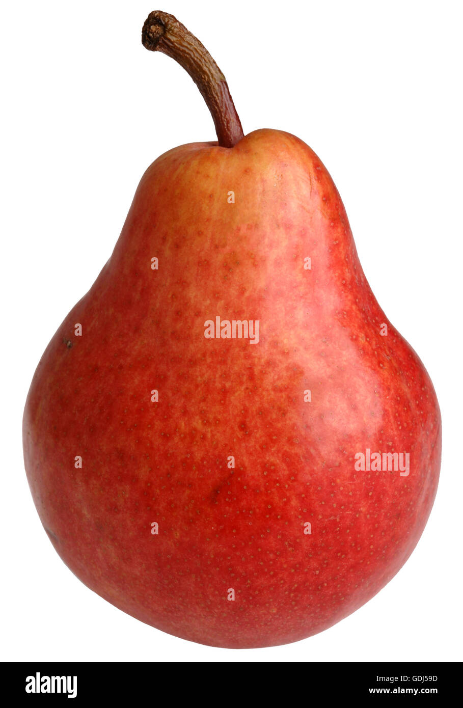 botany, Pyrus, "pear" (Pyrus communis), species: Williams, fruit Stock ...