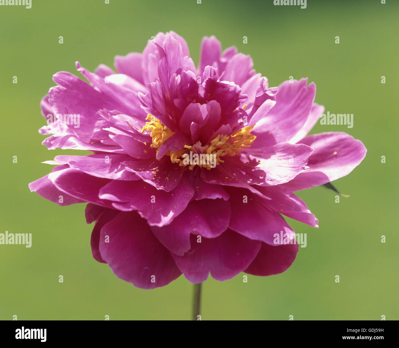 botany, Peony, (Paeonia), European Peony, (Paeonia officinalis ...