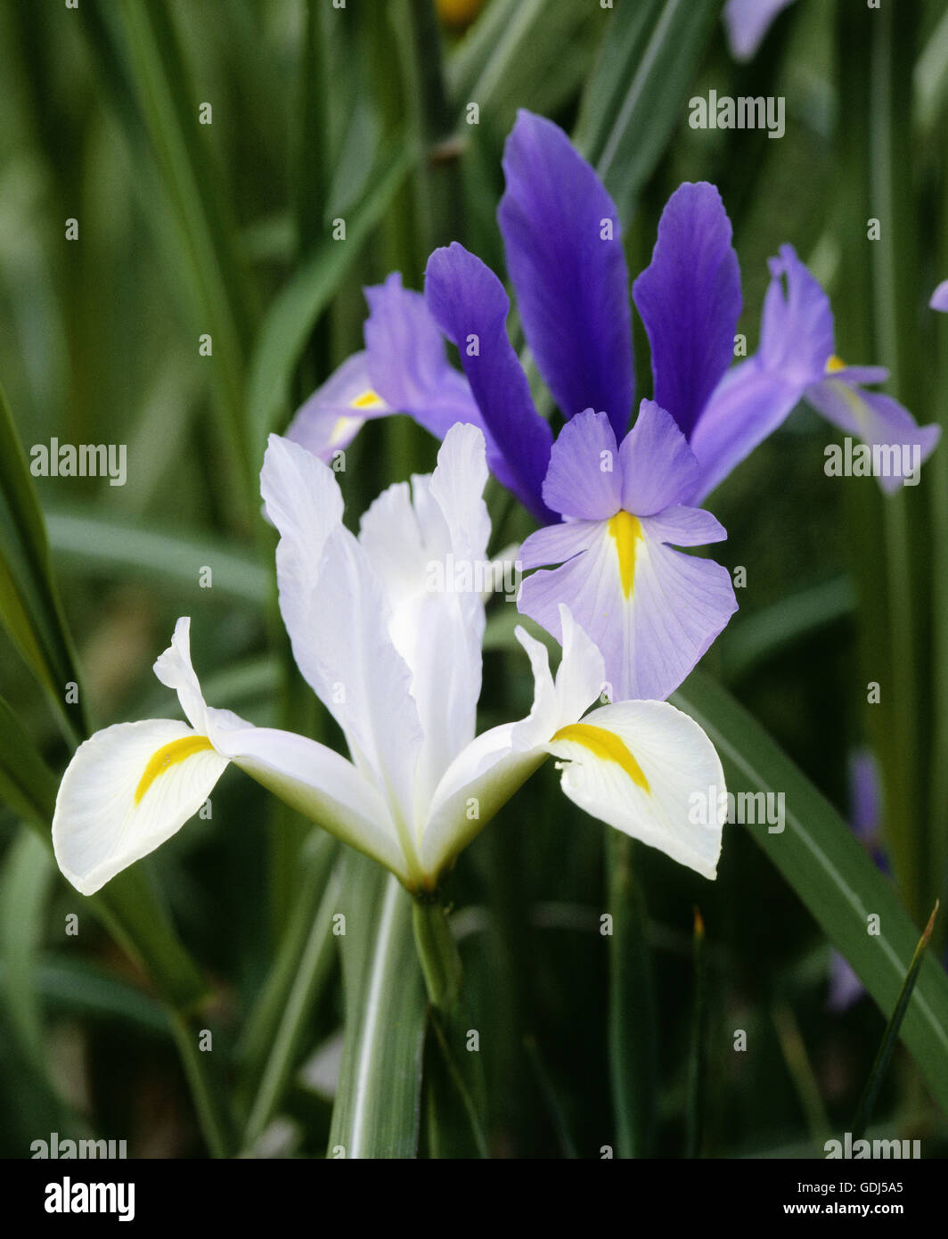 Iris xiphioides hi-res stock photography and images - Alamy