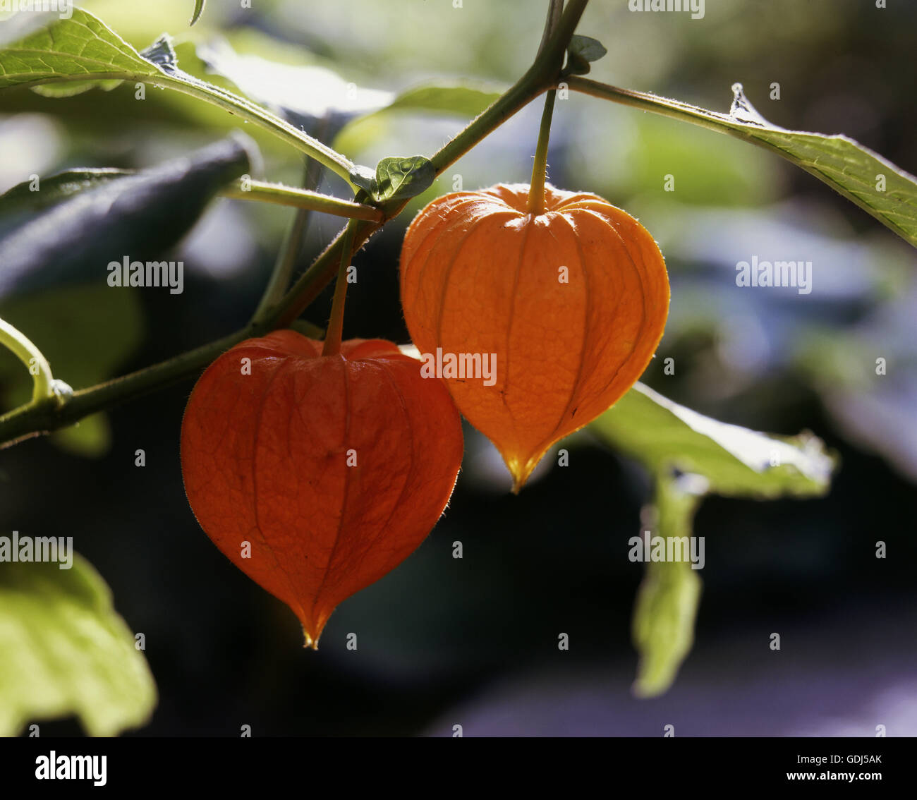 botany, Bladder-cherry (Physalis alkekengi), flowers at branch Stock ...