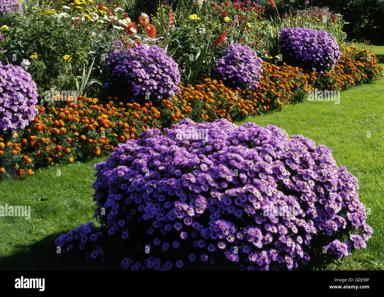botany, Aster, (Aster), flowering aster in farmer garden Stock Photo ...