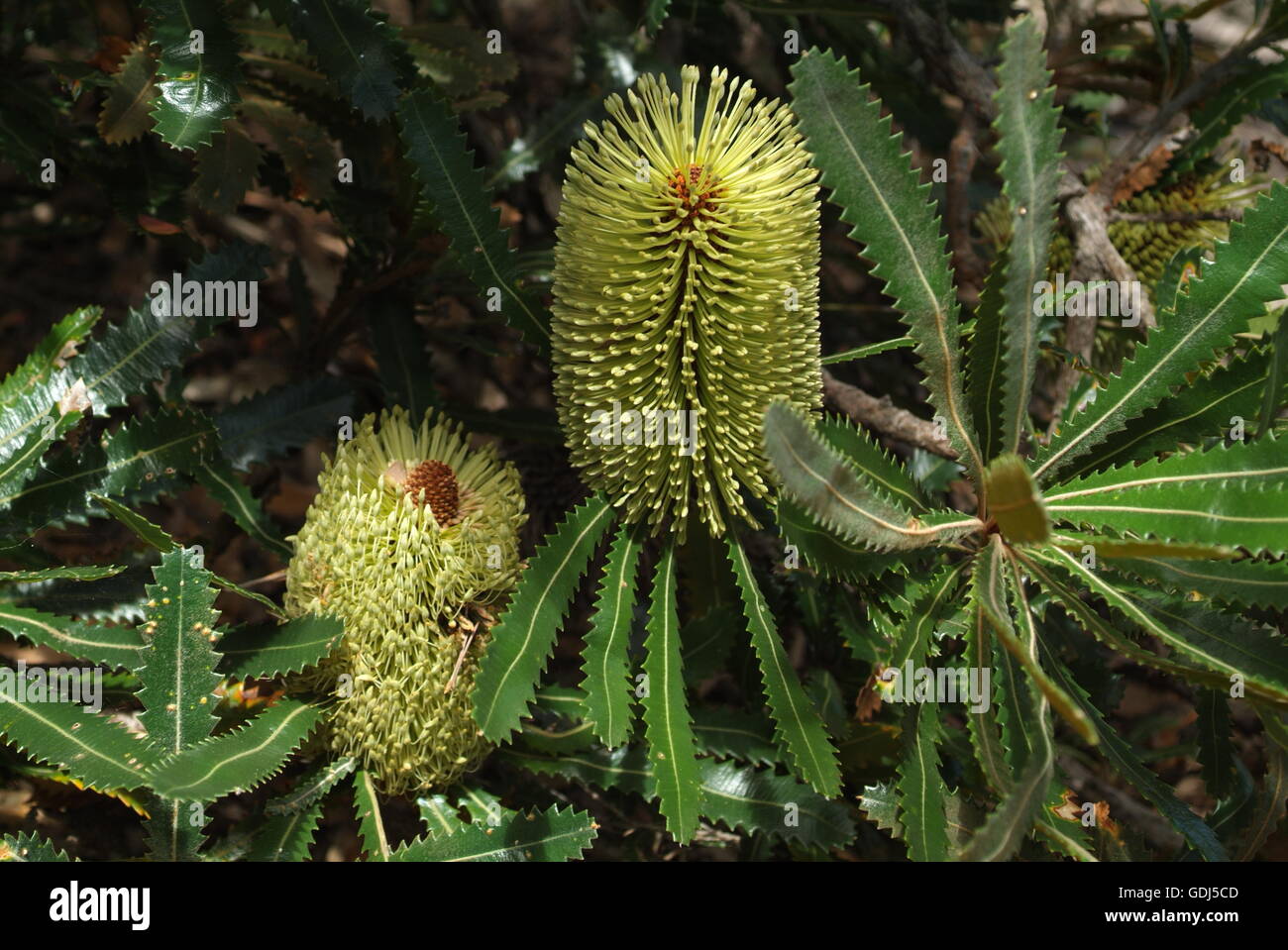 botany, Banksia, Old Man Banksia, red honeysuckle banksia, saw banksia ...