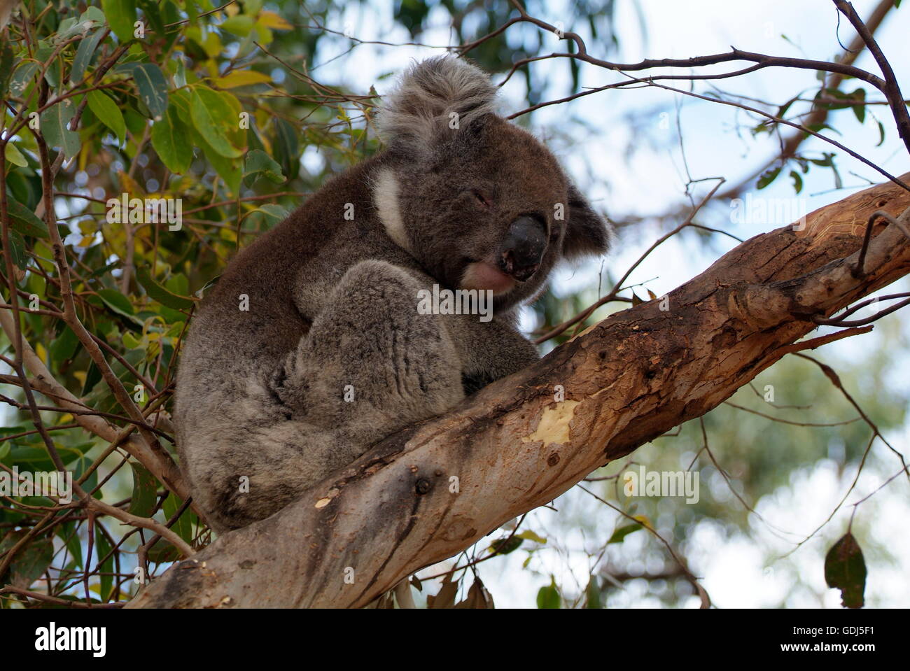 zoology / animals, mammal / mammalian, Koala, (Phascolarctus cinereus ...