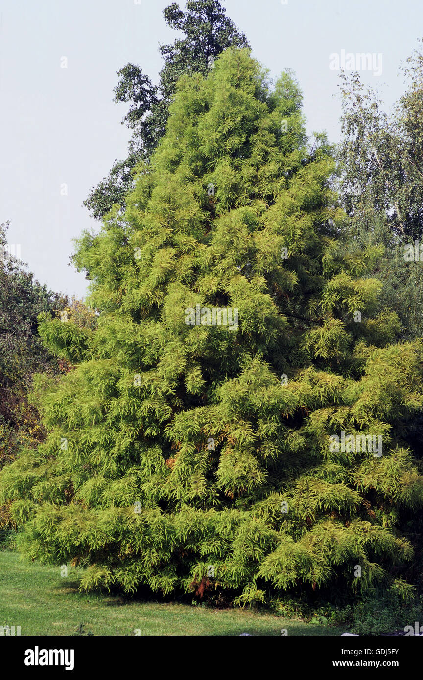 botany, Cupressaceae, Bald Cypress (Taxodium distichum), USA Stock ...