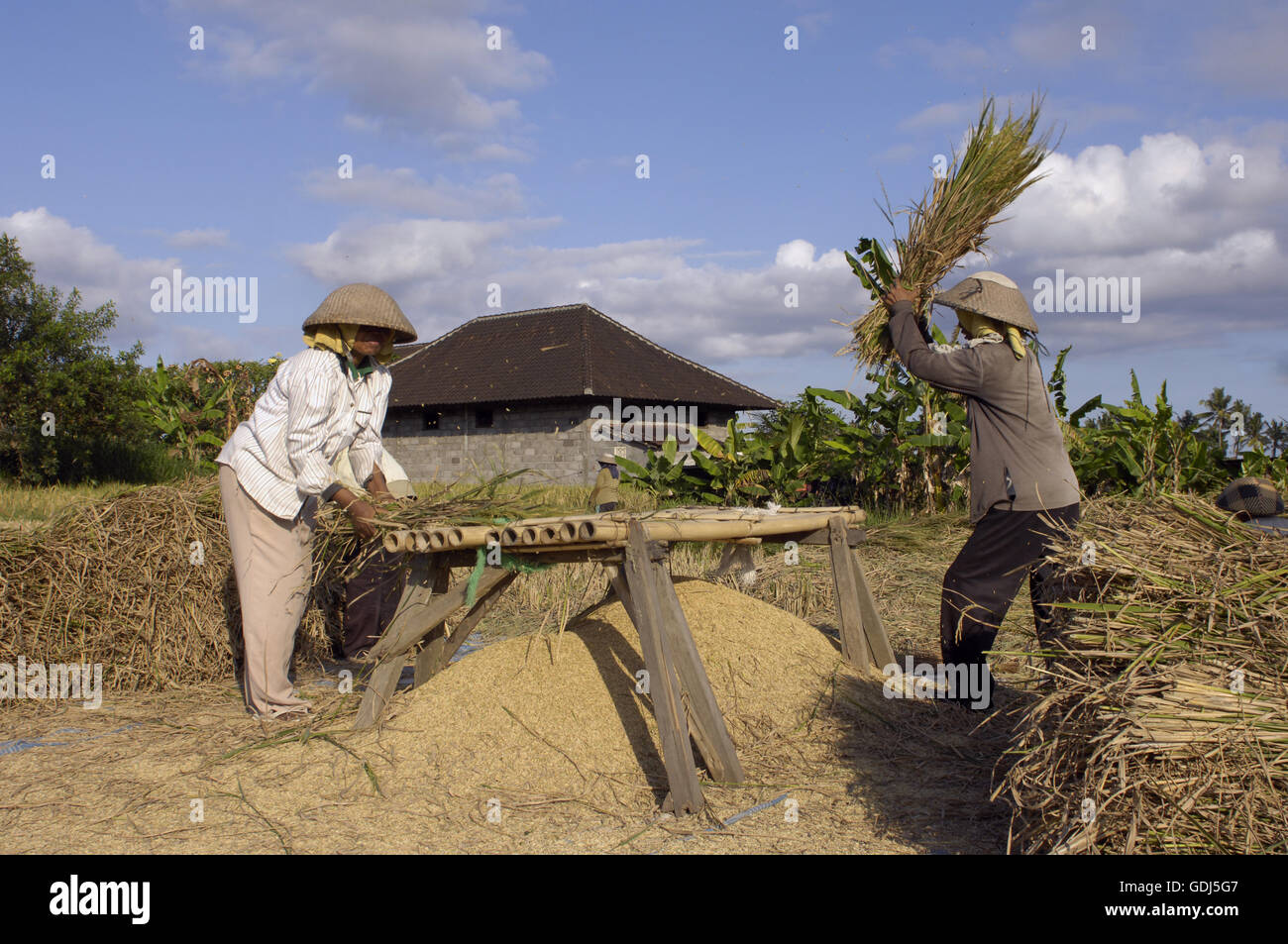 geography / travel, Indonesia, Bali, agriculture, farmer working on ...