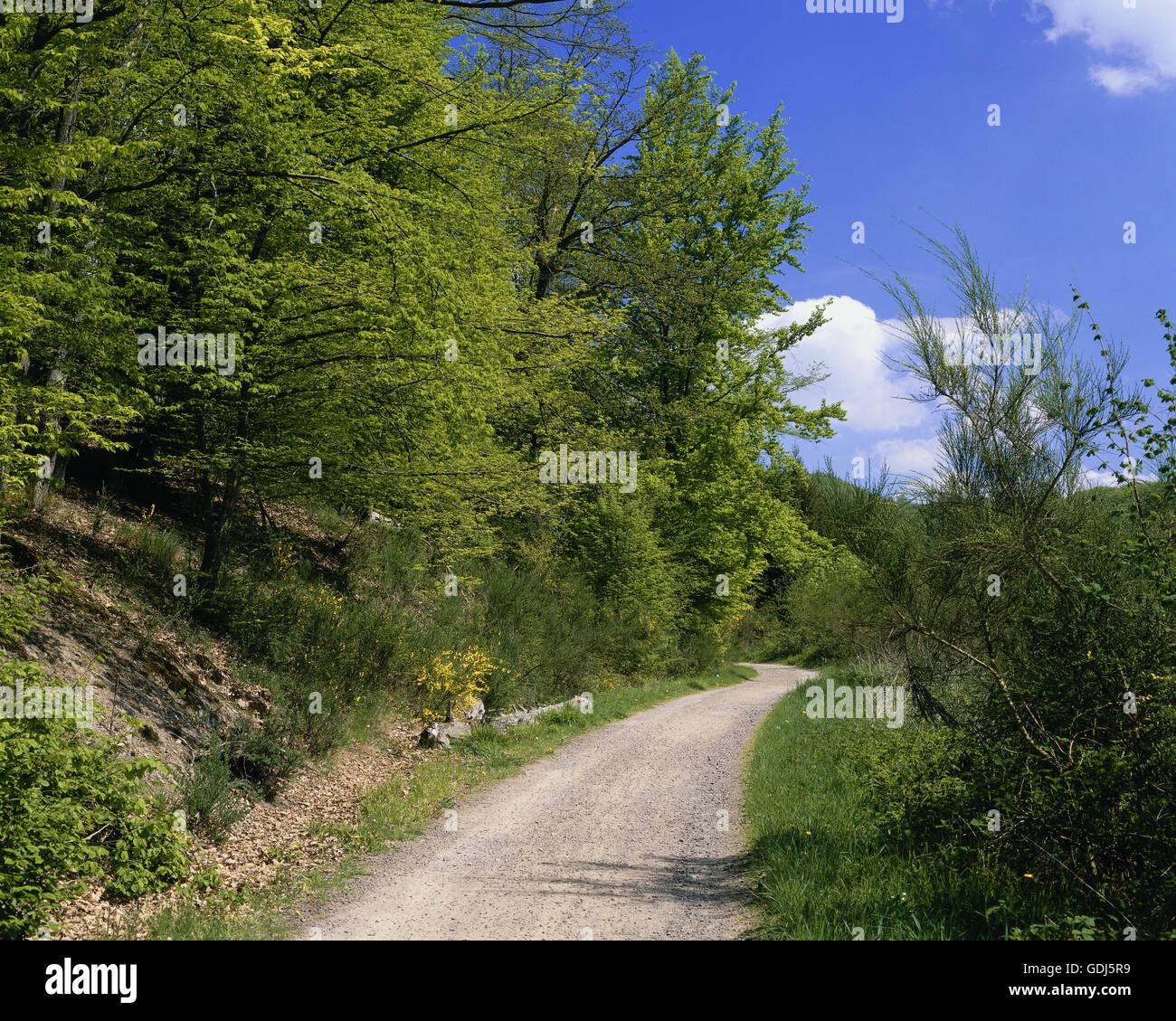 geography / travel, Germany, Hesse, landscape / landscapes, Kellerwald ...