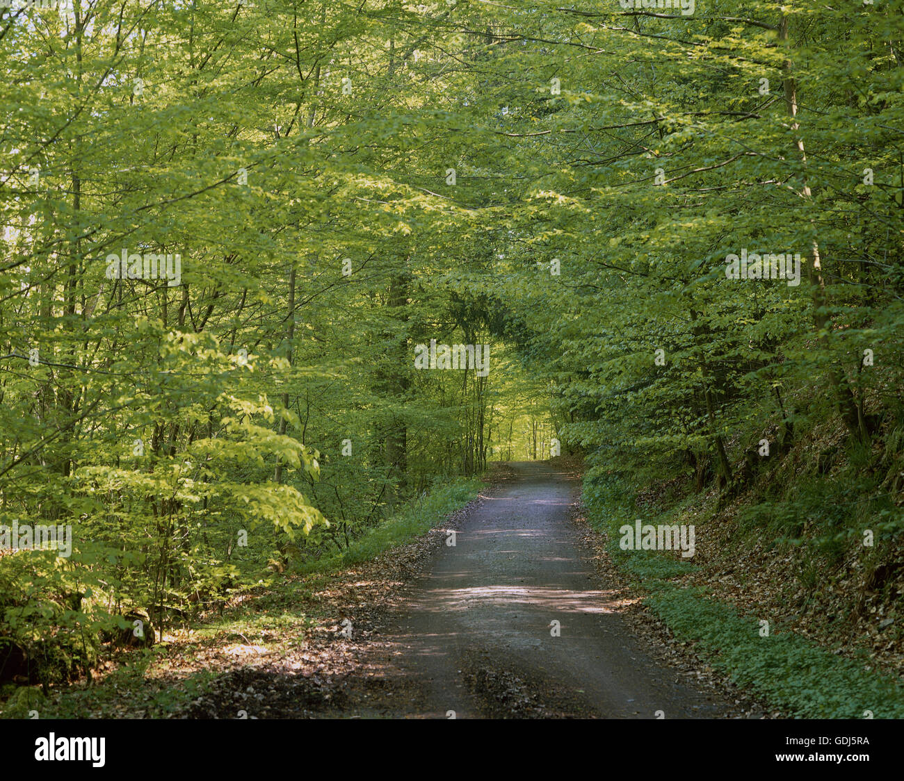 geography / travel, Germany, Hesse, landscape / landscapes, Kellerwald ...