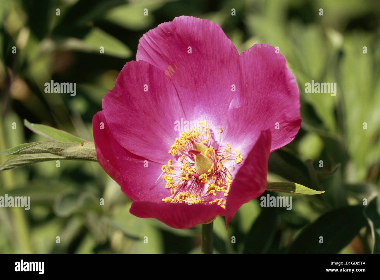 botany, Peony (Paeonia), European Peony (Paeonia officinalis), flower ...