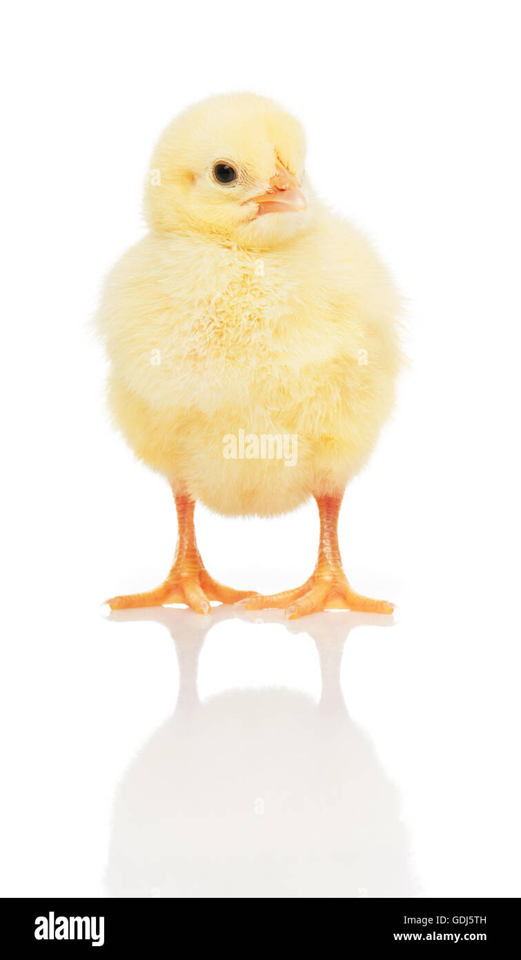 Small yellow chicken isolated on white background Stock Photo - Alamy