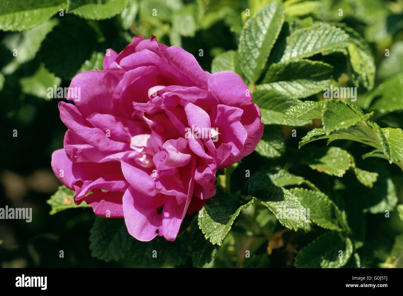 Botany rosaceae japanese hi-res stock photography and images - Alamy