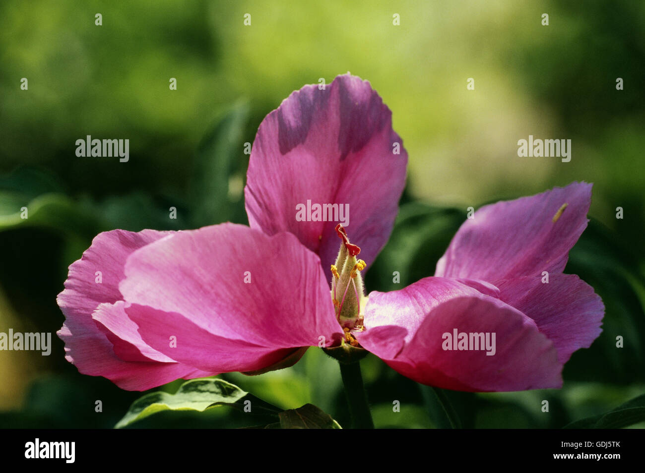 botany, Peony (Paeonia), European Peony (Paeonia officinalis), flower ...