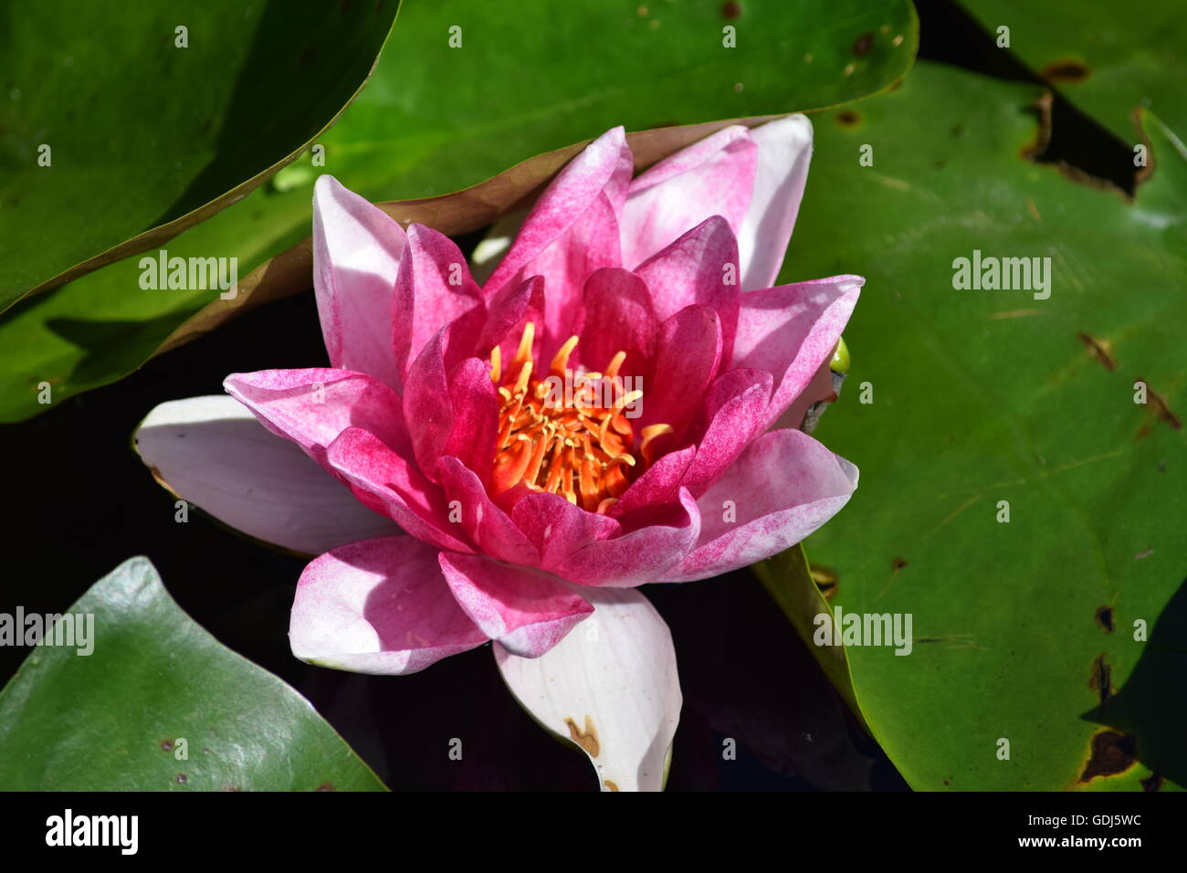 Petals water lily hi-res stock photography and images - Alamy