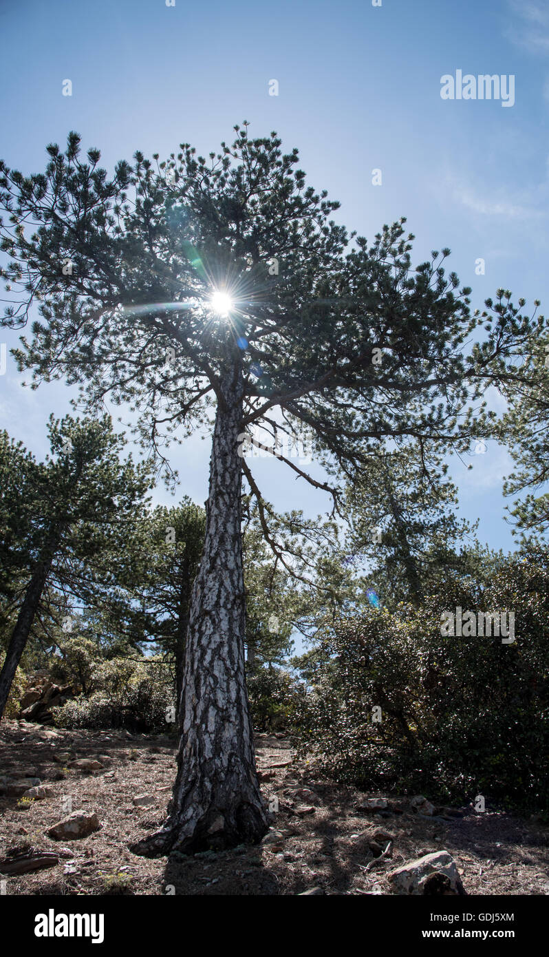 Sunbeams through pine tree hi-res stock photography and images - Alamy