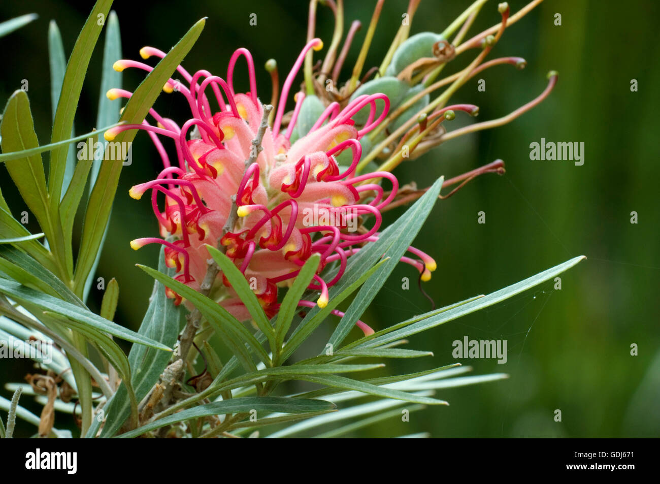 botany, Grevillea, Red silky oak (Grevillea banksii), flower Stock ...