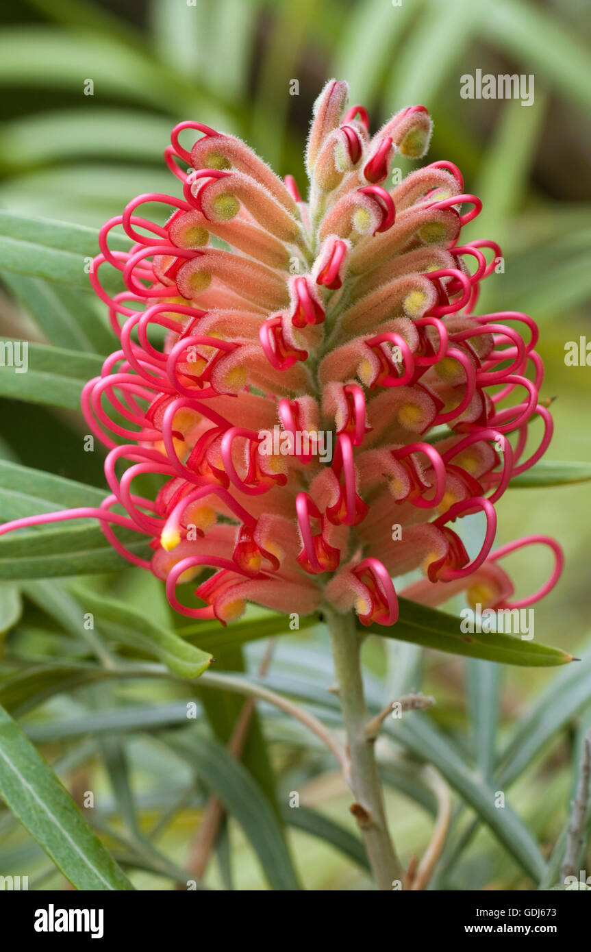 botany, Grevillea, Red silky oak (Grevillea banksii), flower Stock ...
