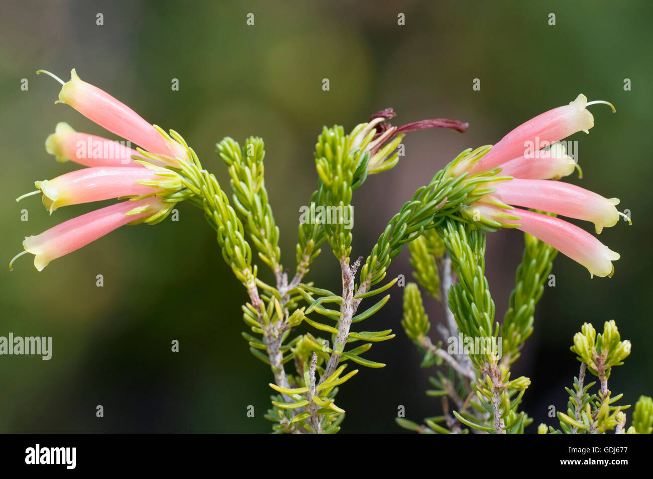 botany, Ericaceae, heaths (Erica), Erica versicolor, flowers Stock ...