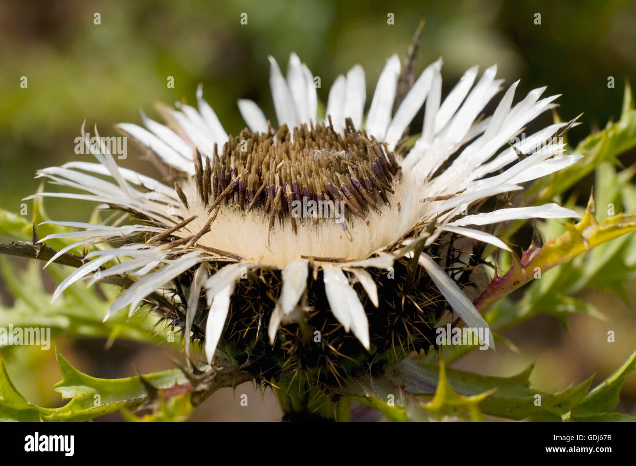 botany, Carline Thistle (Carlina), Silver Thistle (Carlina acaulis ...