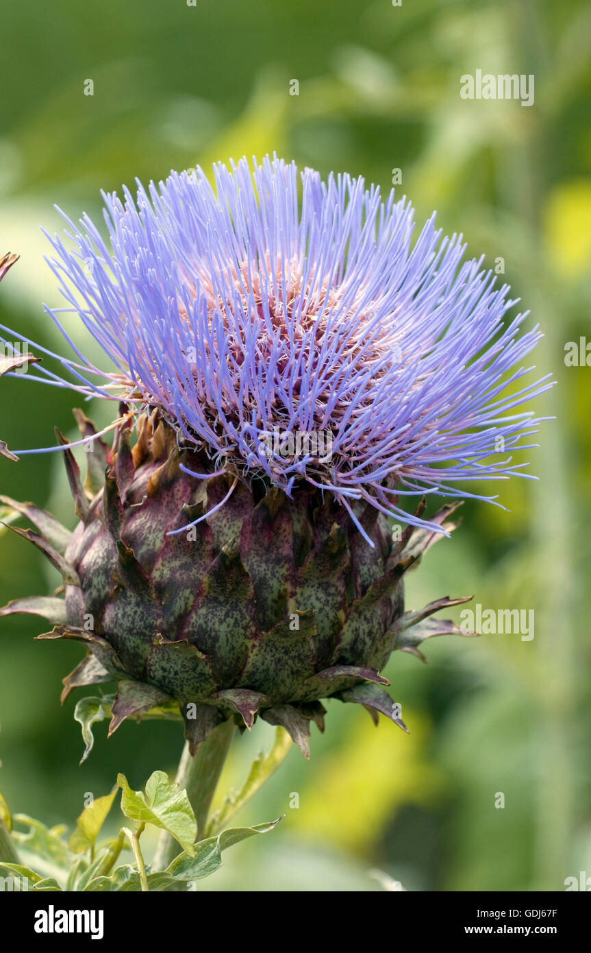 botany, Cynara, Cardoon (Cynara cardunculus), flower Stock Photo - Alamy