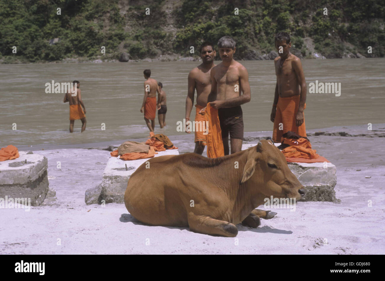 religion, Hinduism, pilgrim bathing in Ganges River, Rishkikesh, India ...