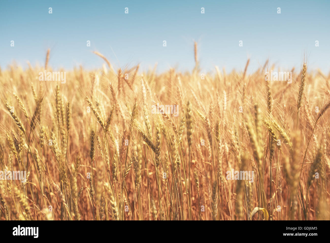 Wheat Farm and blue Sky Stock Photo - Alamy