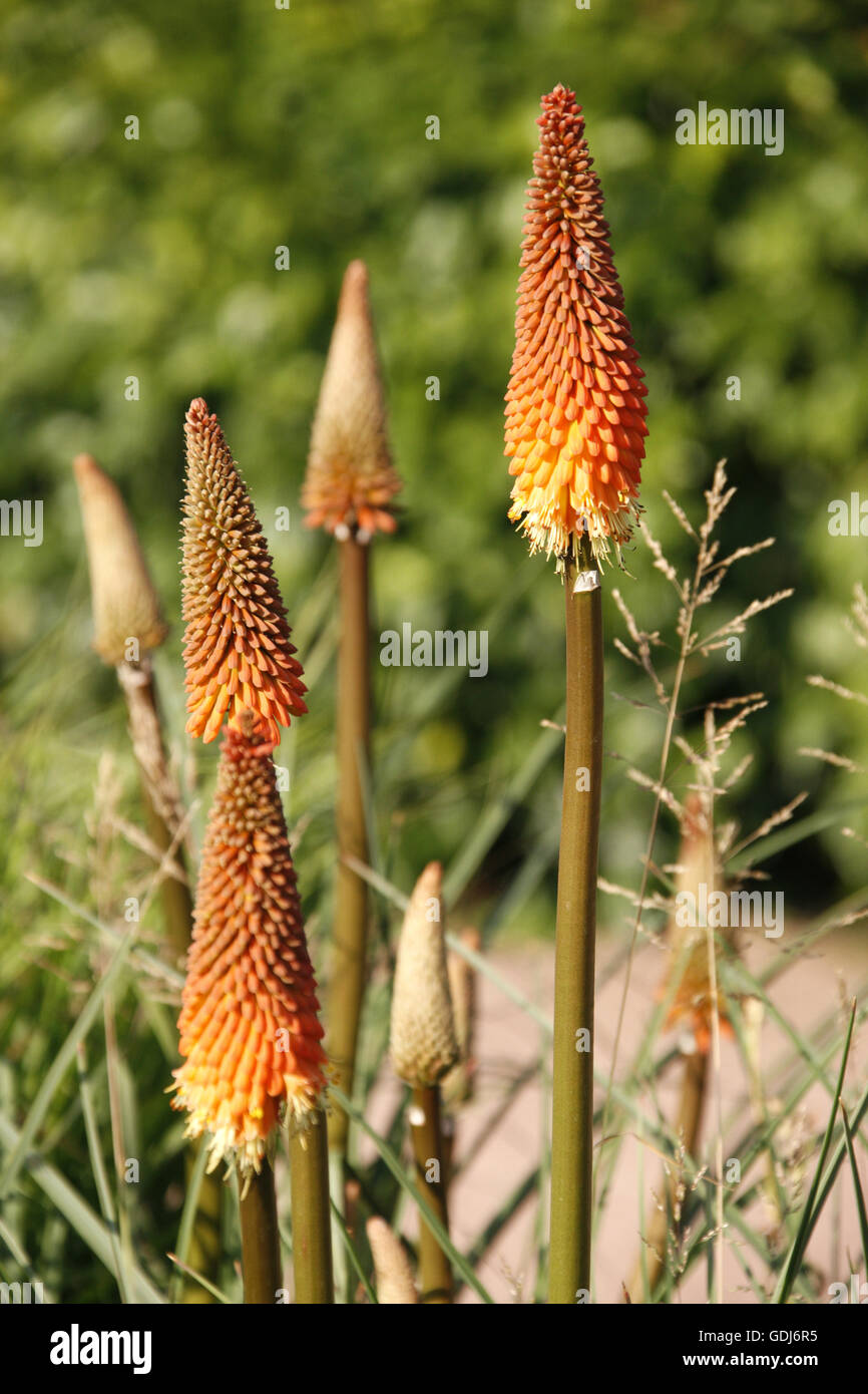 botany, Torch Lily (Kniphofia hybride), inflorescences, Rosenhöhe ...