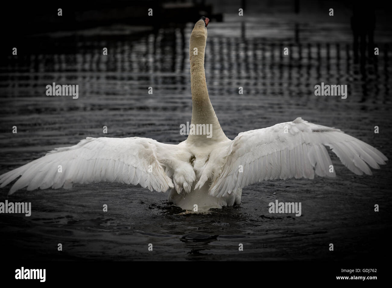 A white swan flapping its wings as it gets ready to take off and fly ...