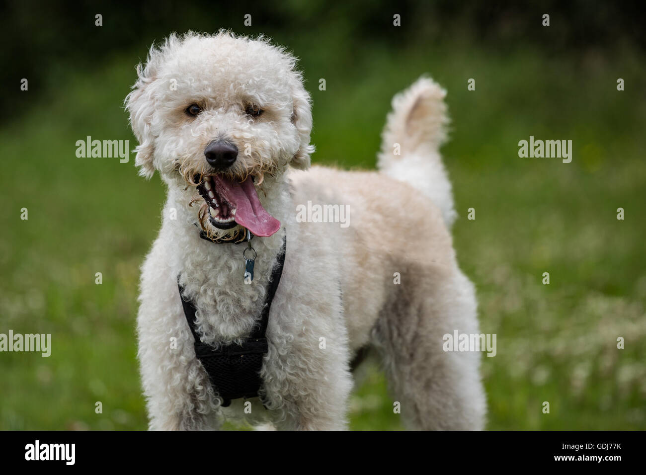 Are Poodles Guardian Dogs