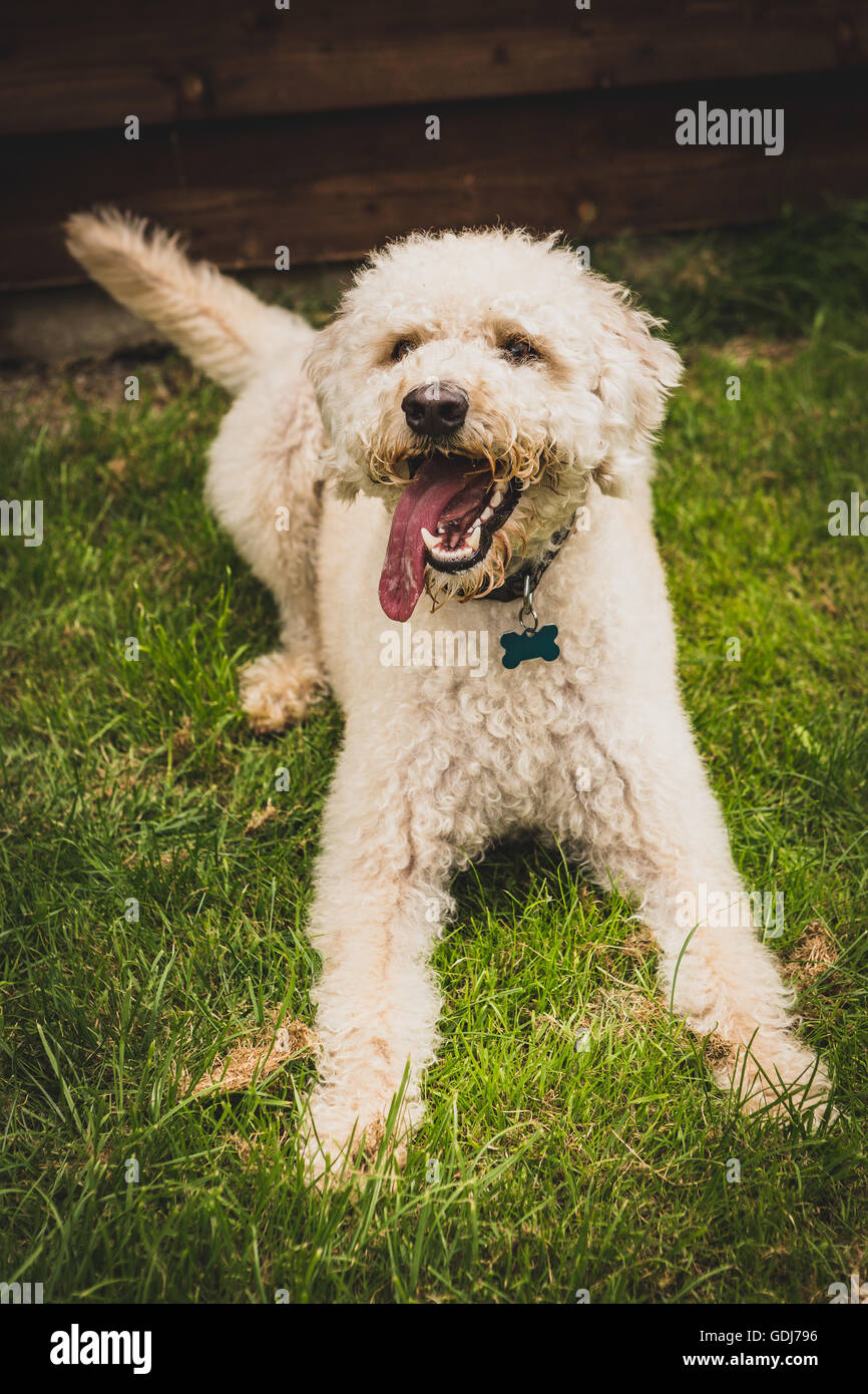 Labrador poodle hi-res stock photography and images - Alamy