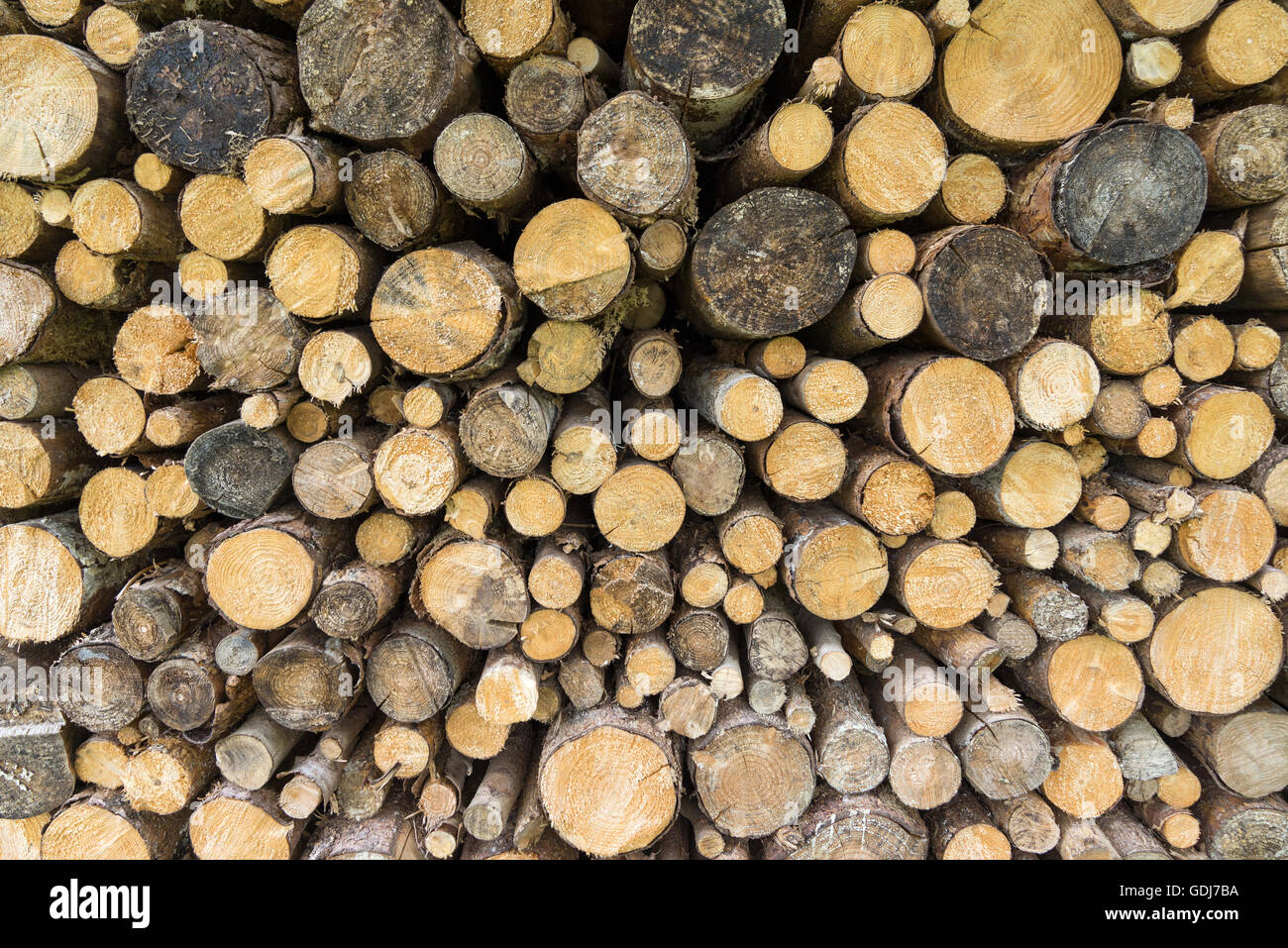 Round trunks hi-res stock photography and images - Alamy