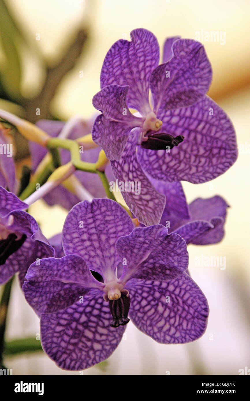The orchid bahamas hi-res stock photography and images - Alamy