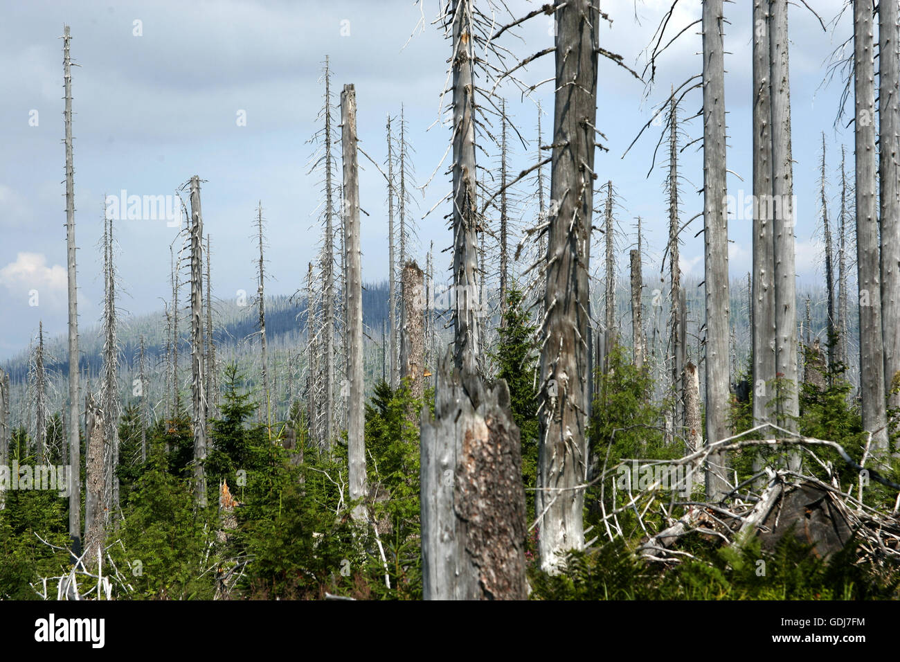 environment, dying of the woods, trees without branches and bork, view ...