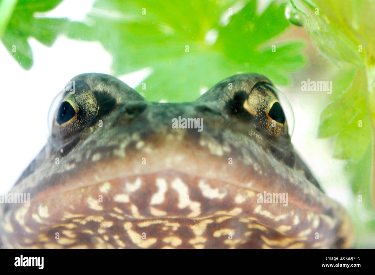zoology / animals, amphibian, Bufonidae, Common Toad (Bufo bufo ...