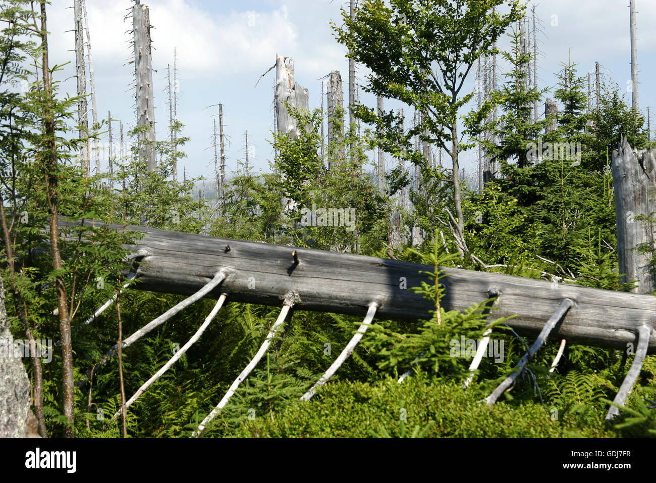 environment, dying of the woods, trees without branches and bork, view ...