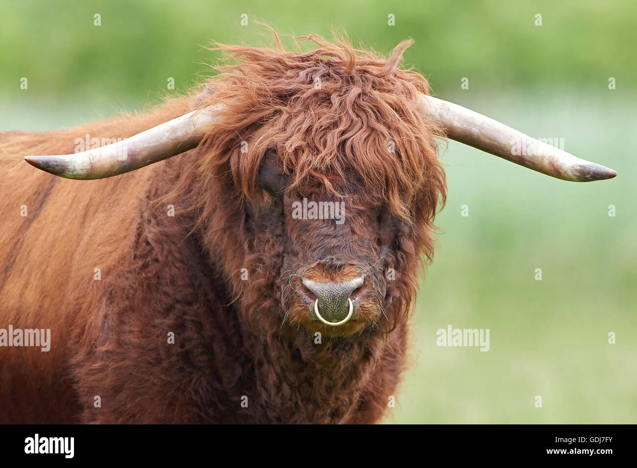 Closeup portrait of a Scottish highland bull seen from the front Stock ...