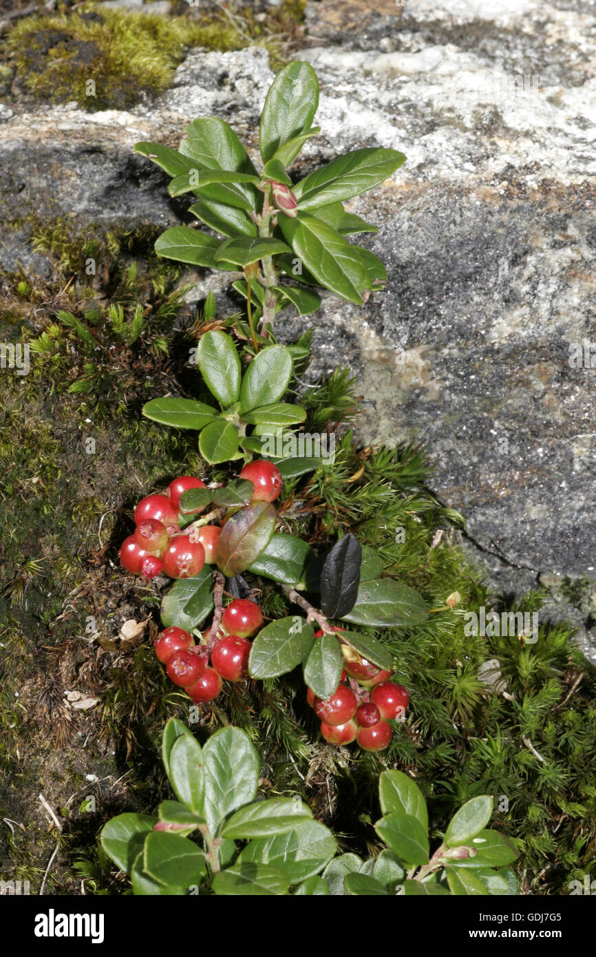 botany, Vaccinium, Cranberry, (Vaccinium oxycoccus), American Cranberry ...