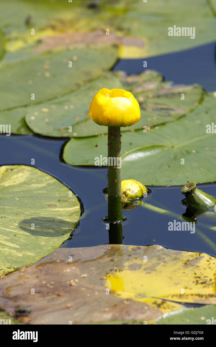 botany, Nuphar, waterlily, (Nymphaea), Yellow Water-lily, (Nuphar lutea ...