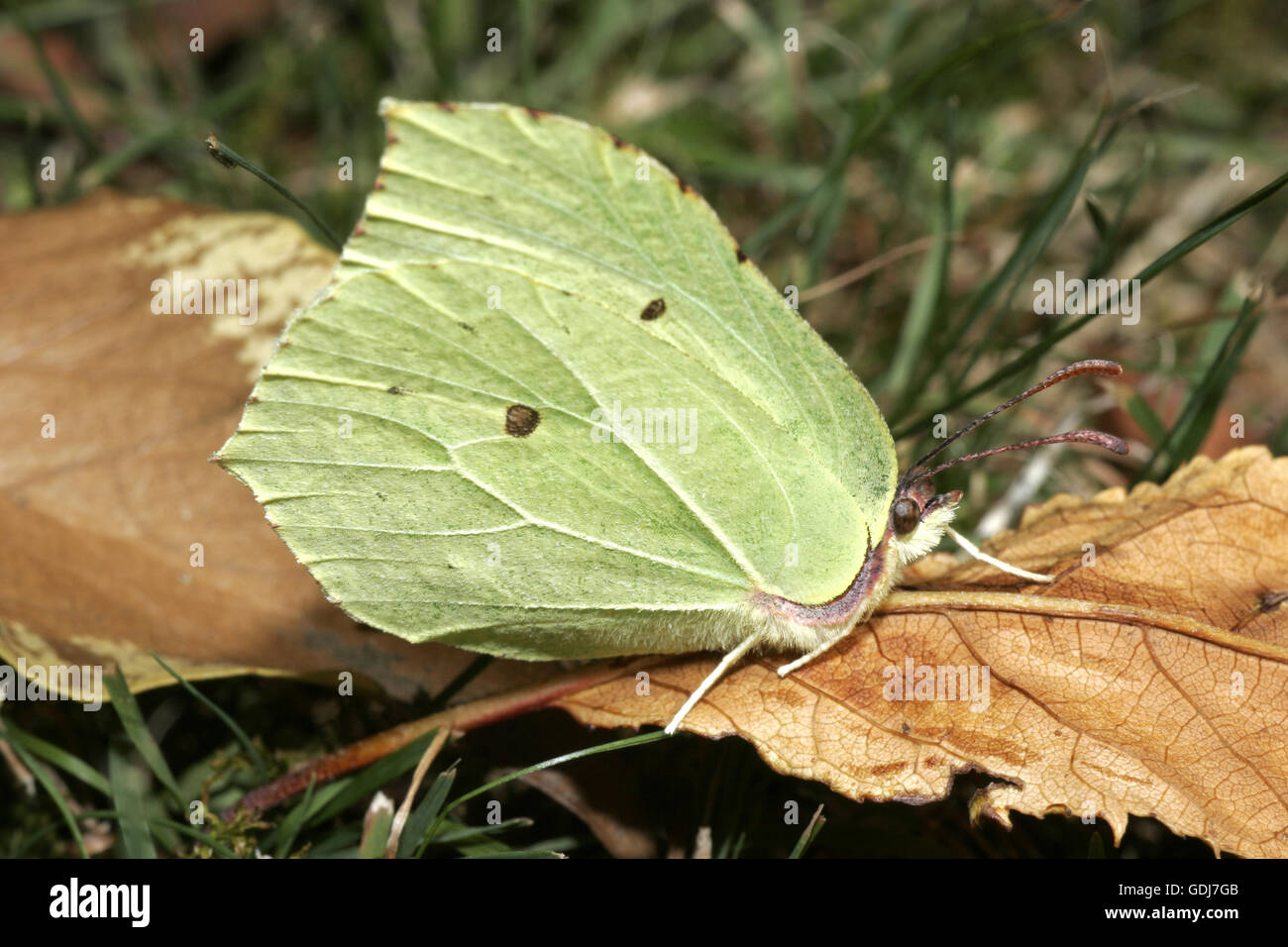Himalaya insects hi-res stock photography and images - Alamy