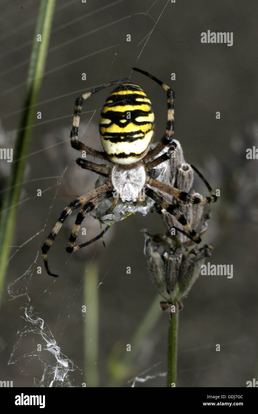 zoology / animals, arachnid, spiders, Argiope lobata, with prey cocoon ...