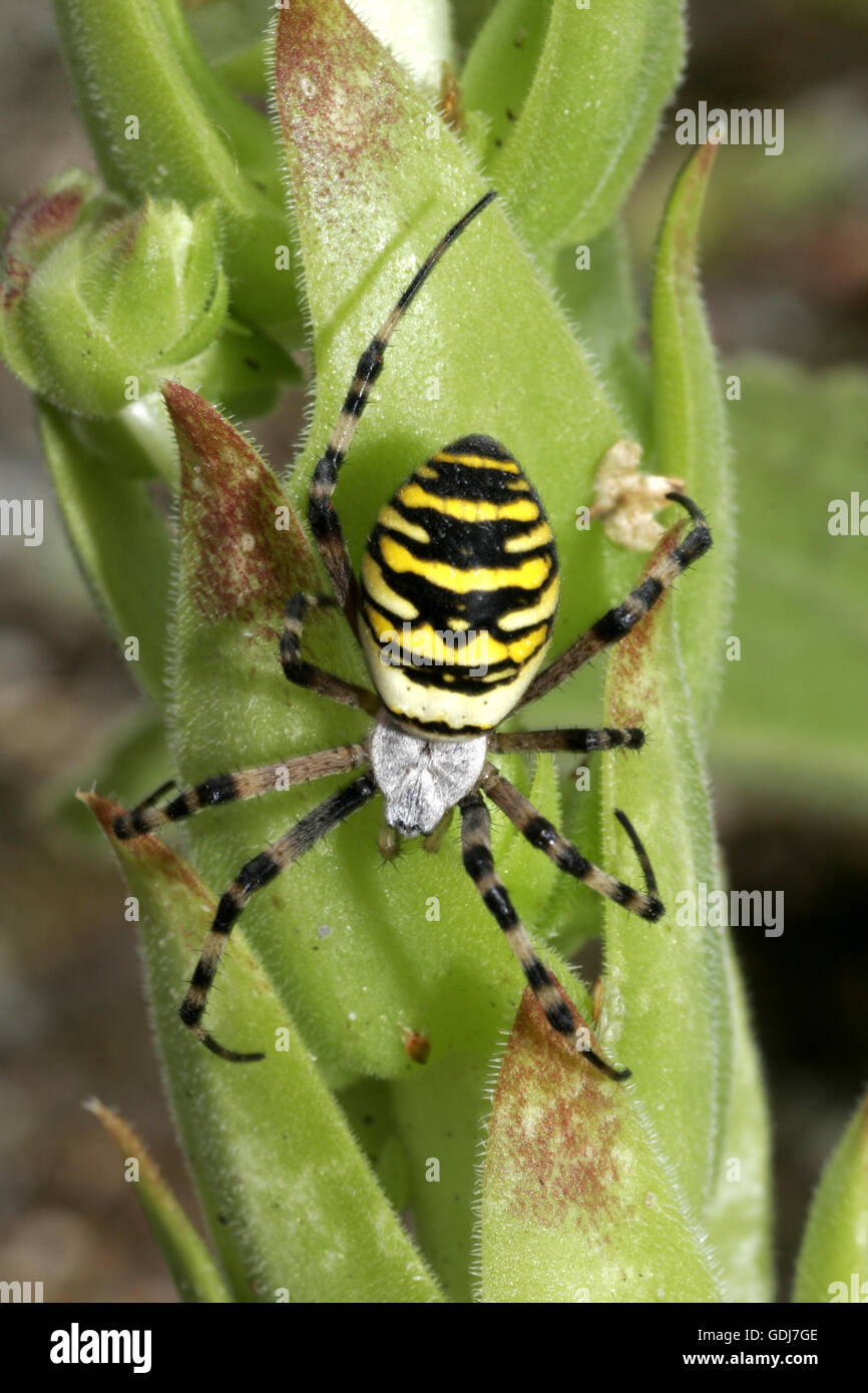 zoology / animals, arachnid, spiders, Argiope lobata, at green leaves ...