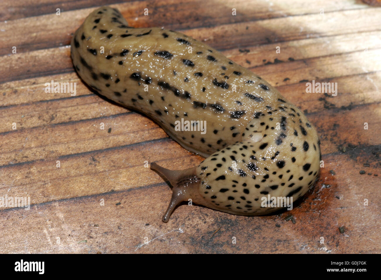 zoology / animals, mollusc, Limacidae, Great Grey Slug (Limax maximus ...
