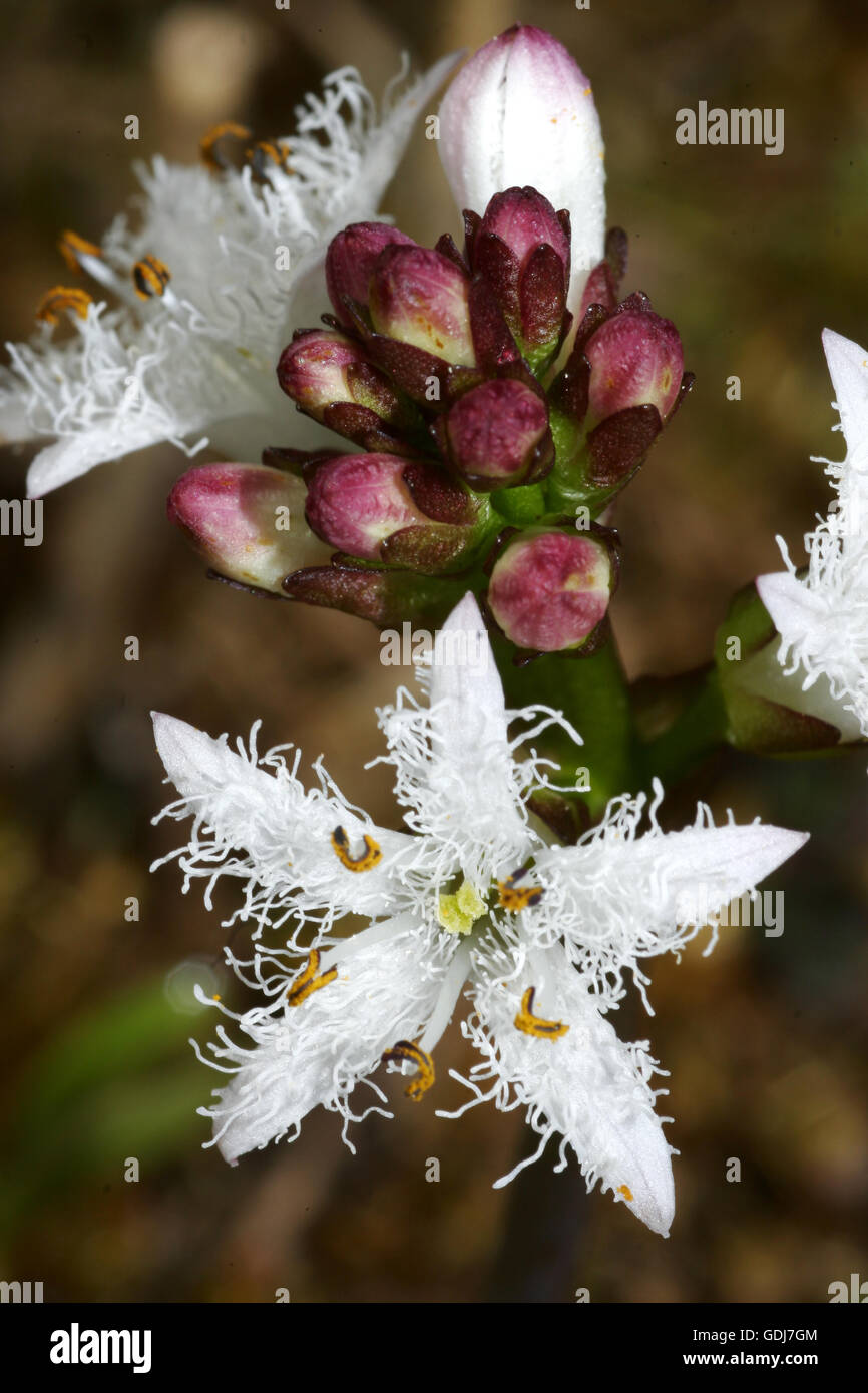 botany, Menyanthes, (Menyanthes), Buckbean, (Menyanthes trifoliata ...
