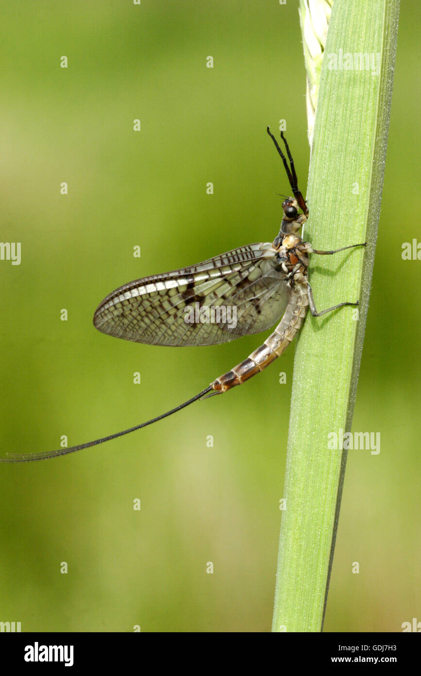 zoology / animals, insects, Mayflies, Common mayfly, (Ephemera danica ...