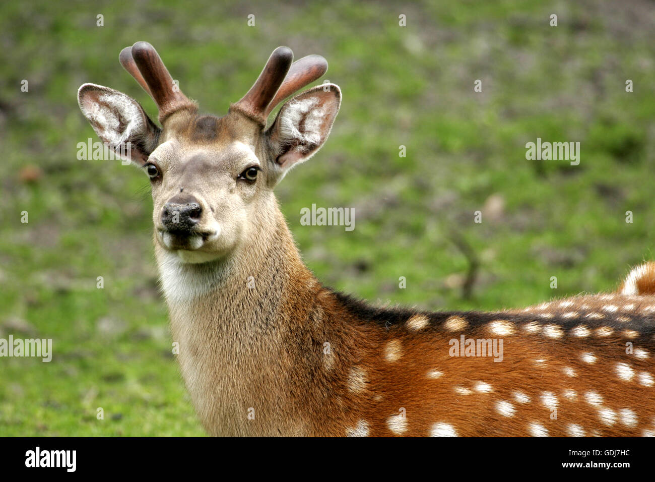 Dybowski sika deers hi-res stock photography and images - Alamy