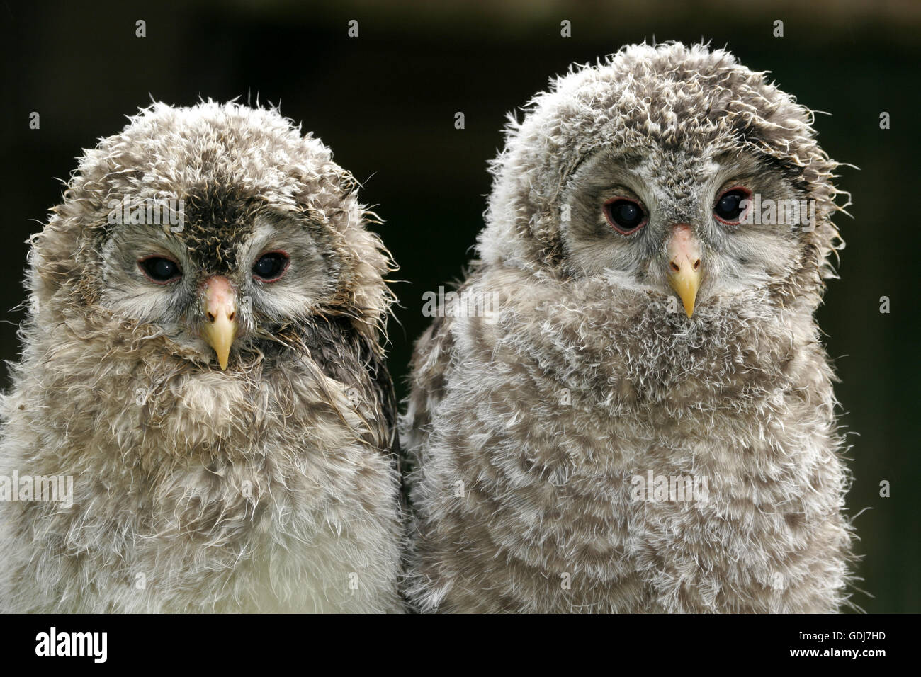 zoology / animals, avian / bird, Great Grey Owl, (Strix nebulosa), two ...