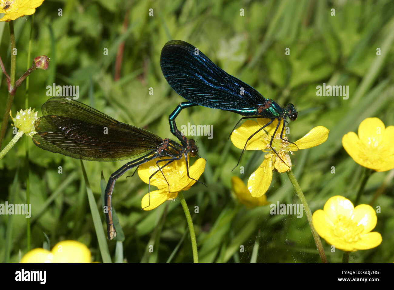 zoology / animals, insect, dragonfly, Beautiful Demoiselle, (Calopteryx ...